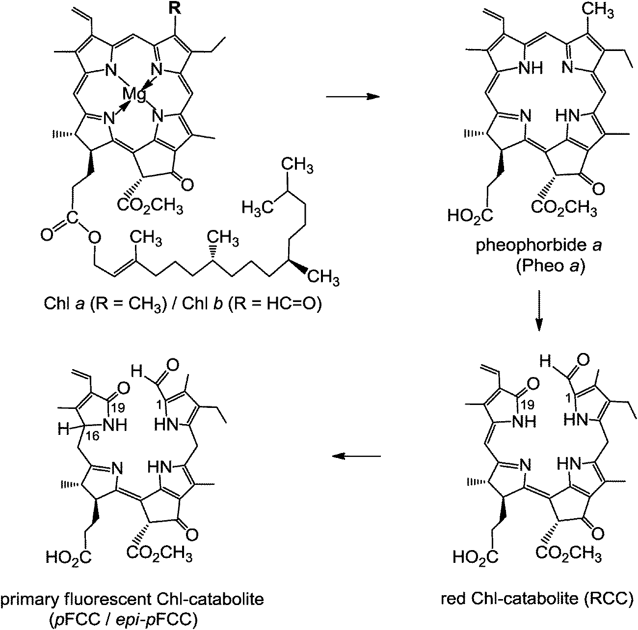 Phyllobilins – the abundant bilin-type tetrapyrrolic catabolites of the ...