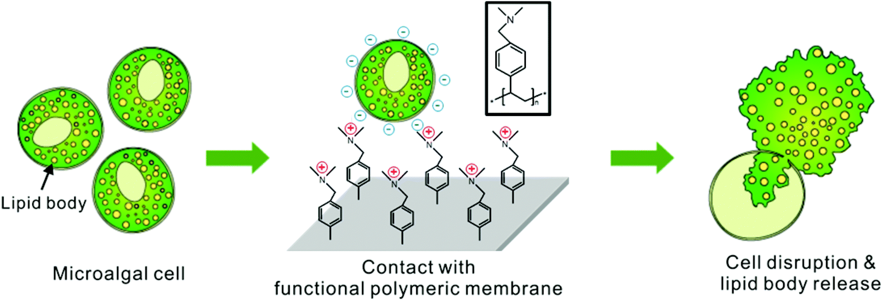 An effective, cost-efficient extraction method of biomass from wet microalgae with a functional ...
