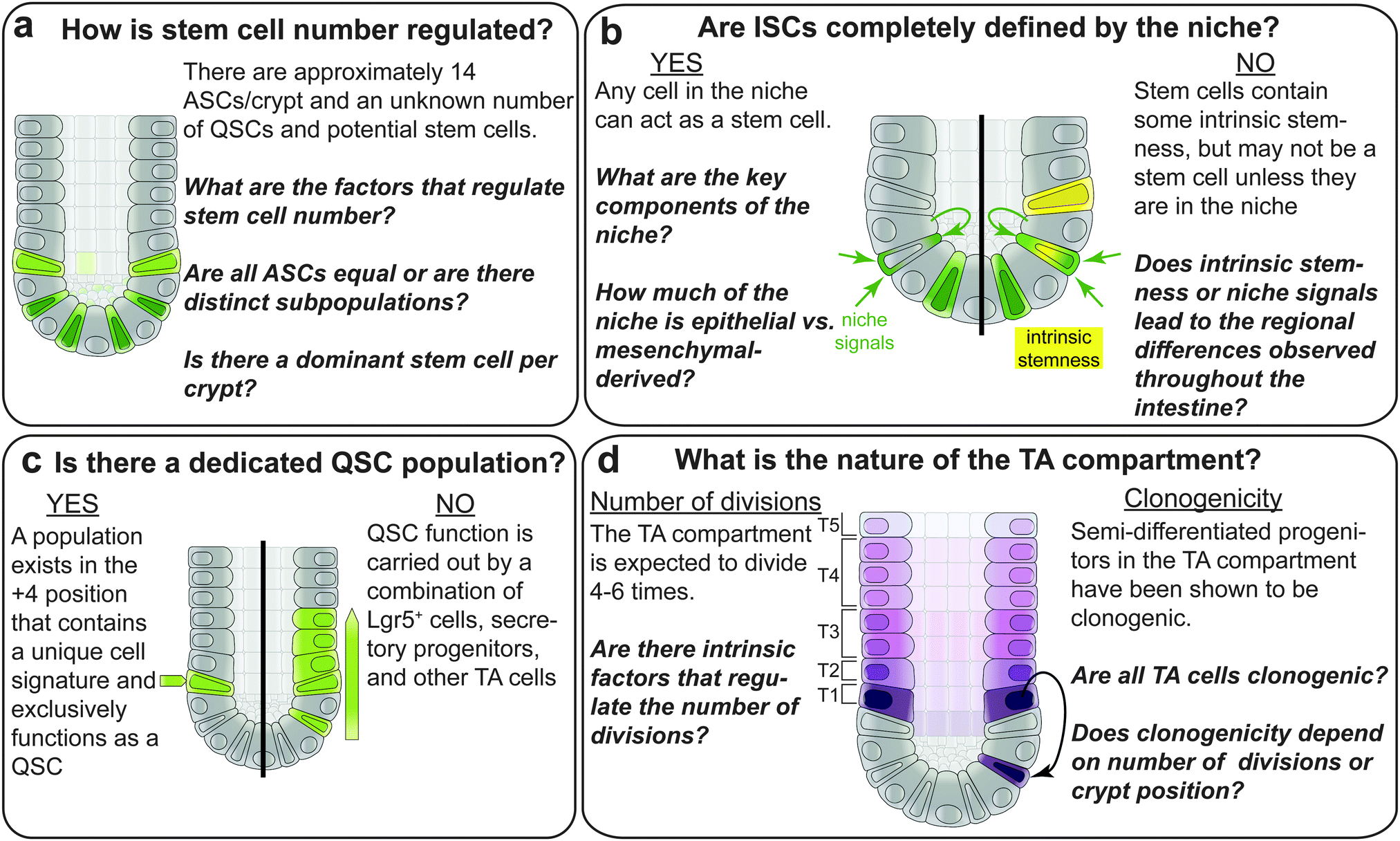Unraveling intestinal stem cell behavior with models of crypt dynamics ...
