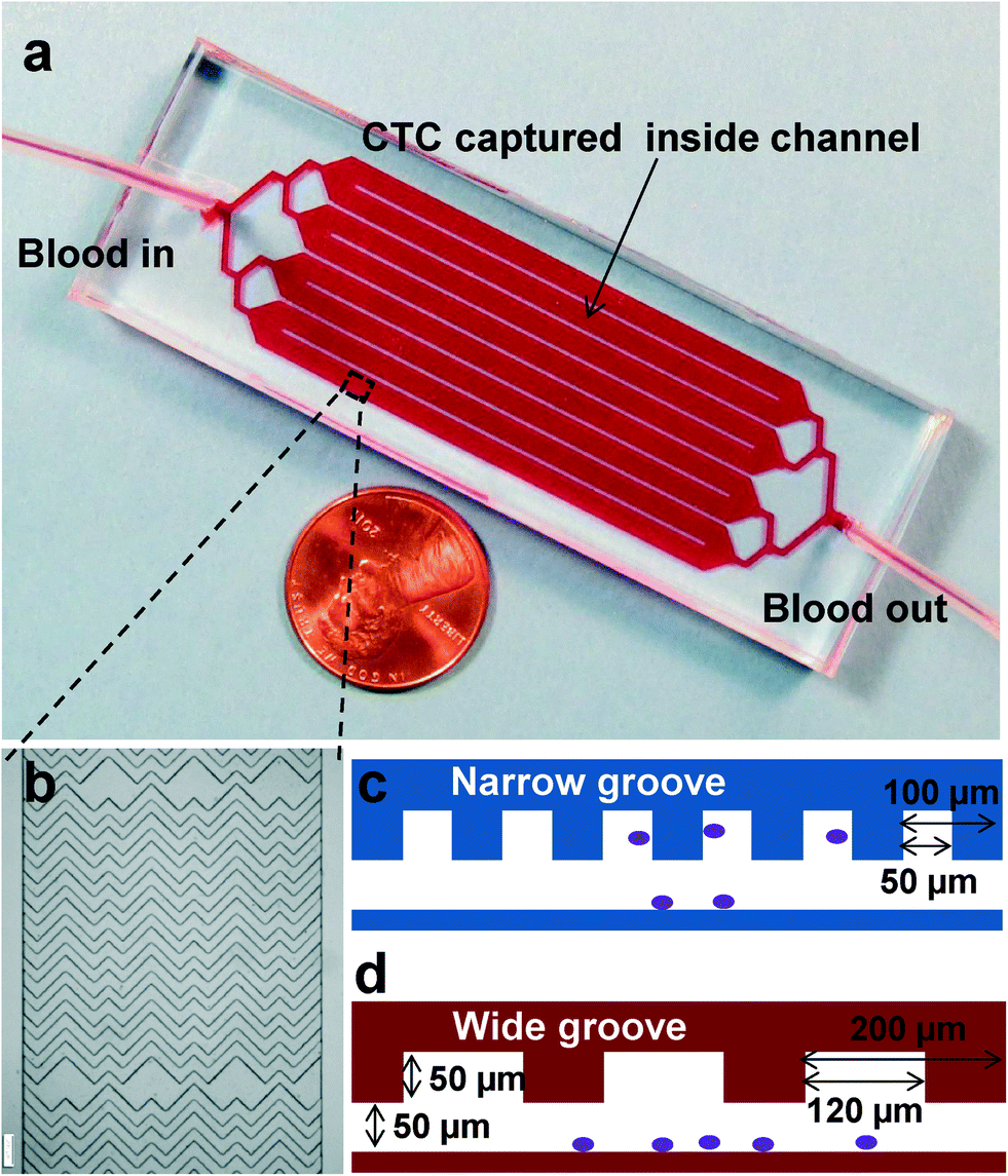 Capture, release and culture of circulating tumor cells from pancreatic ...