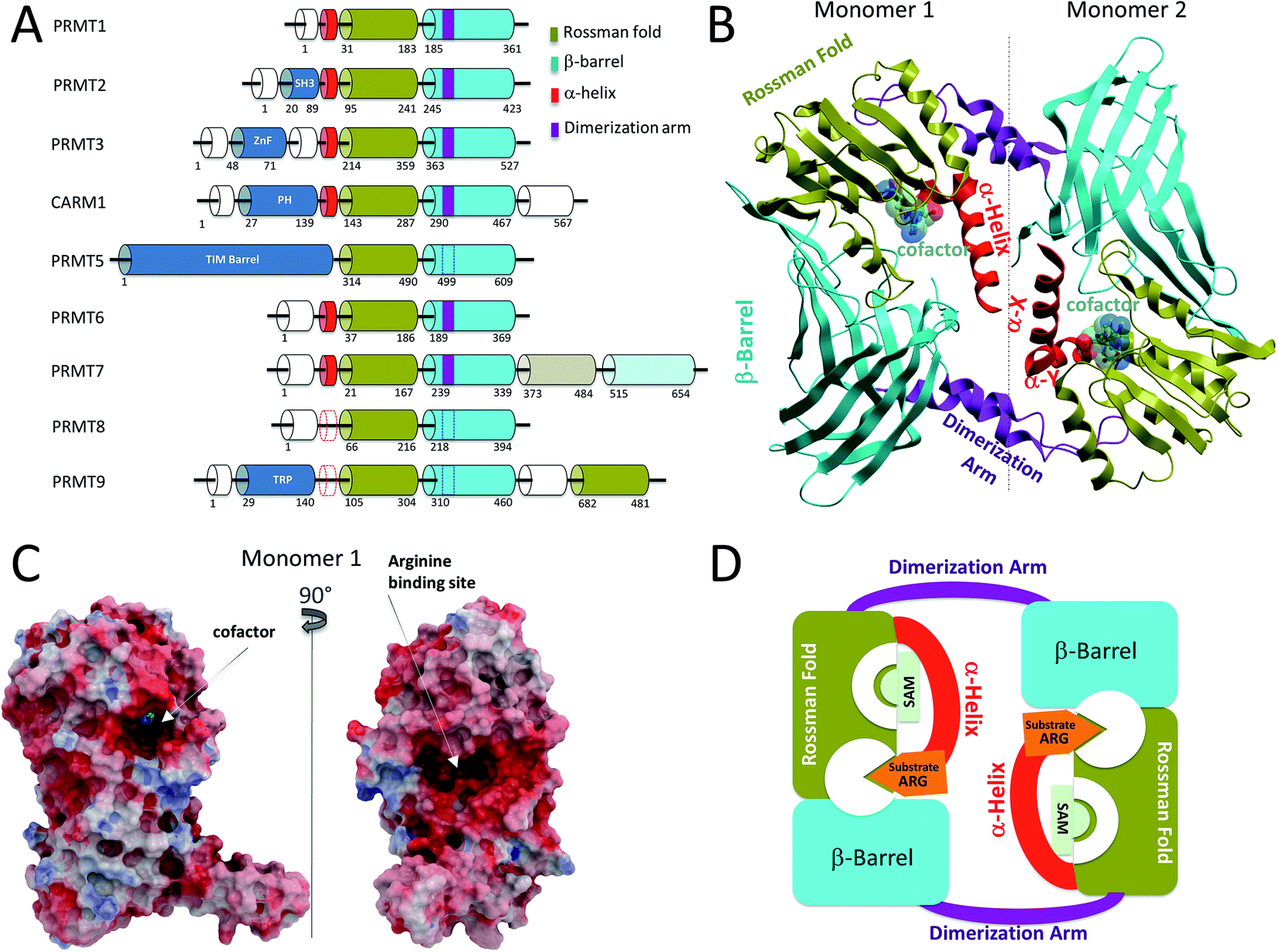 Structural biology and chemistry of protein arginine methyltransferases - MedChemComm (RSC ...