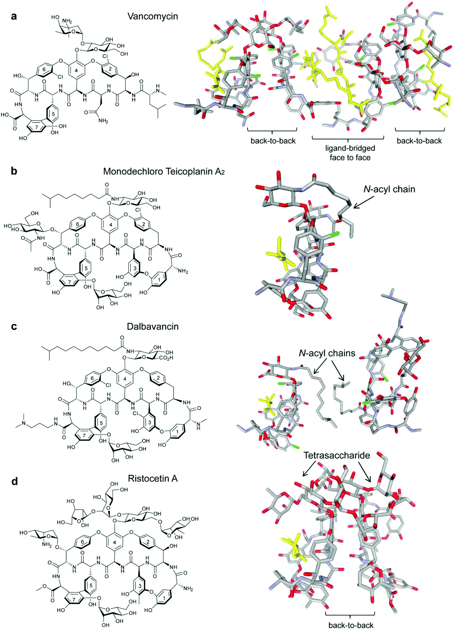 Anti-cooperative ligand binding and dimerisation in the glycopeptide ...