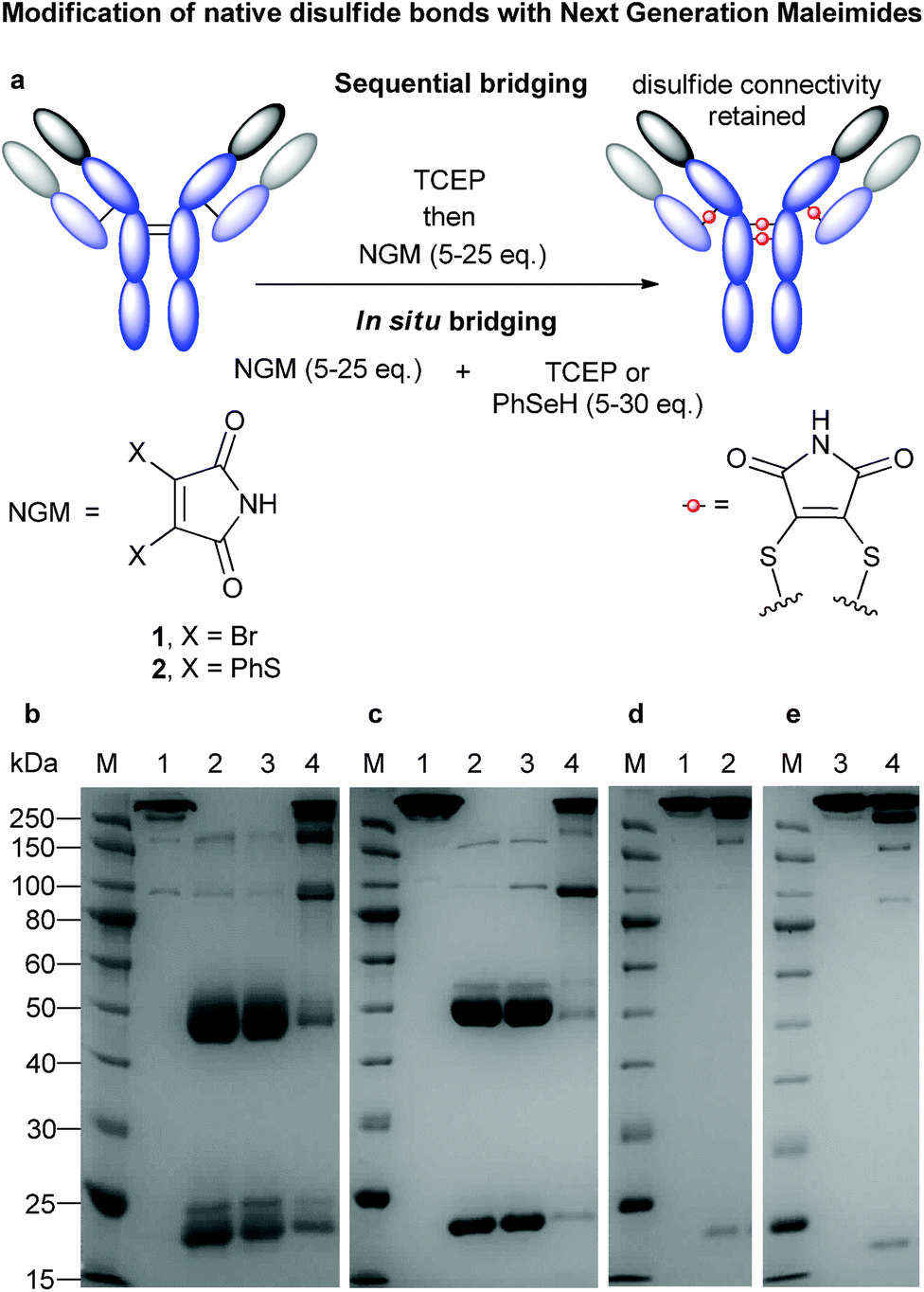 Next generation maleimides enable the controlled assembly of antibody ...