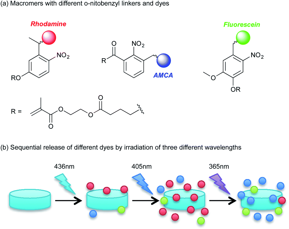 The power of light in polymer science: photochemical processes to ...