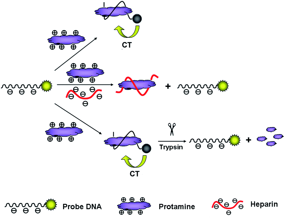 A fluorescence assay for the trace detection of protamine and heparin ...