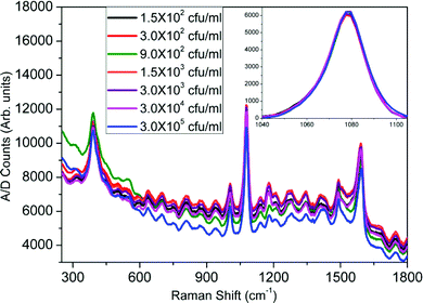 Highly sensitive and specific detection of E. coli by a SERS ...