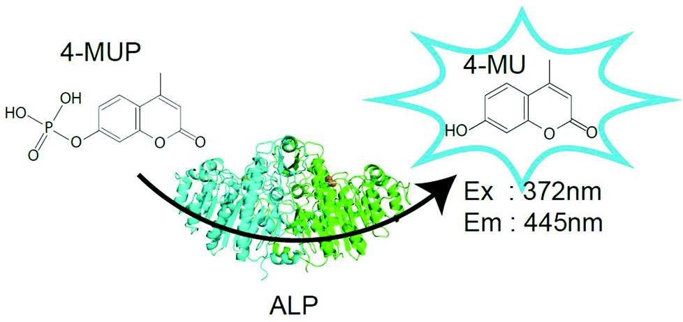 A single-molecule digital enzyme assay using alkaline phosphatase with ...
