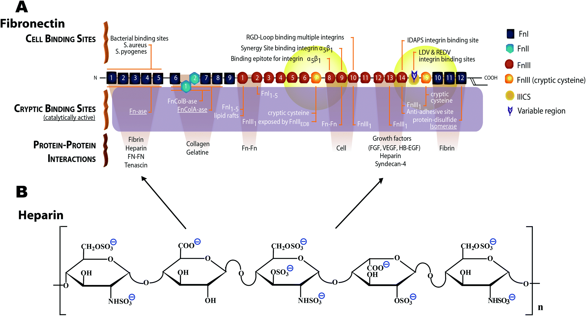 Heparin-induced conformational changes of fibronectin within the extracellular matrix promote ...