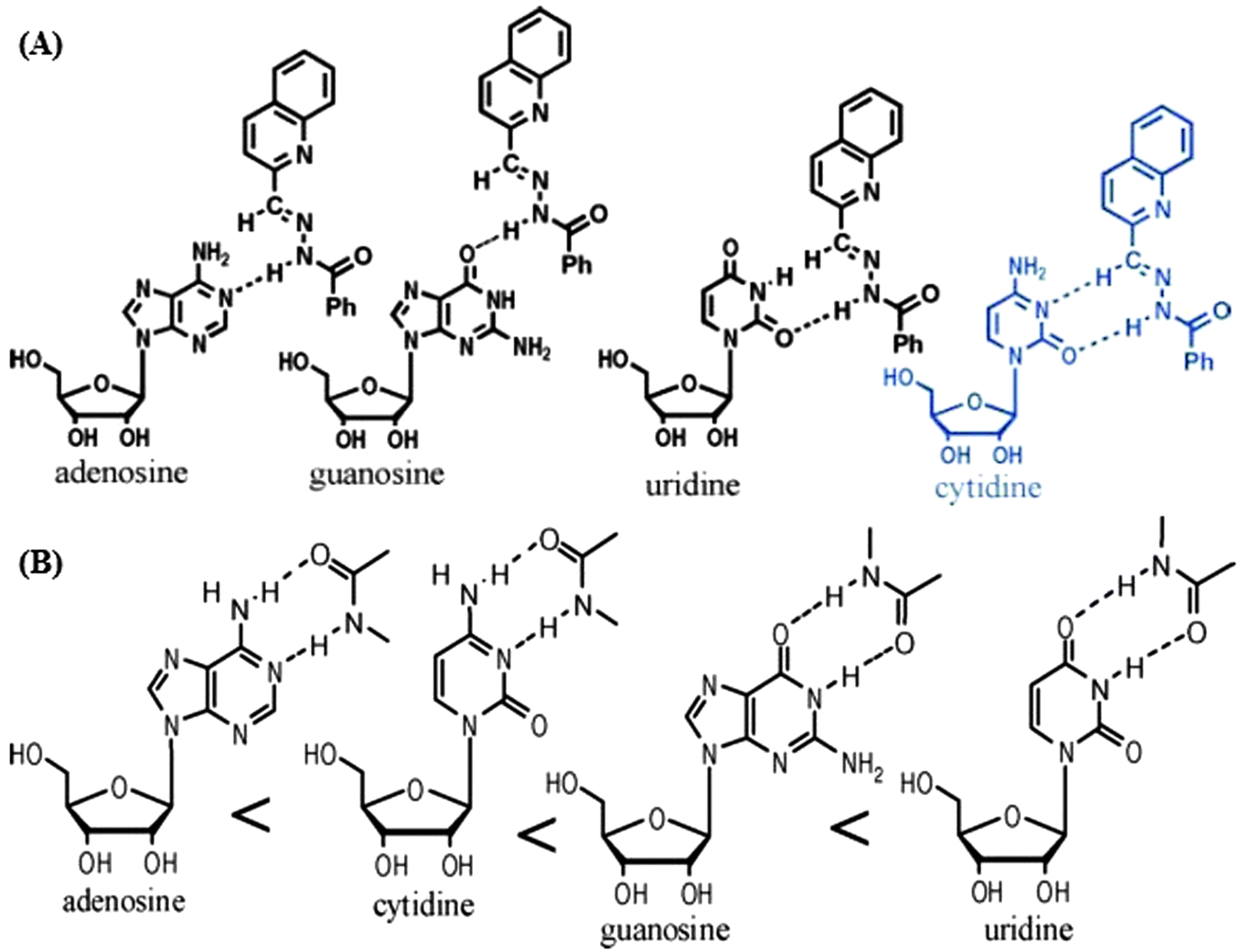 Nitrogenous Rna Basi Azotate Purine Struttura Formule Pyrimidine ...