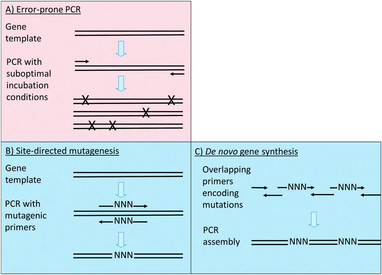 Synthetic biology for the directed evolution of protein biocatalysts ...