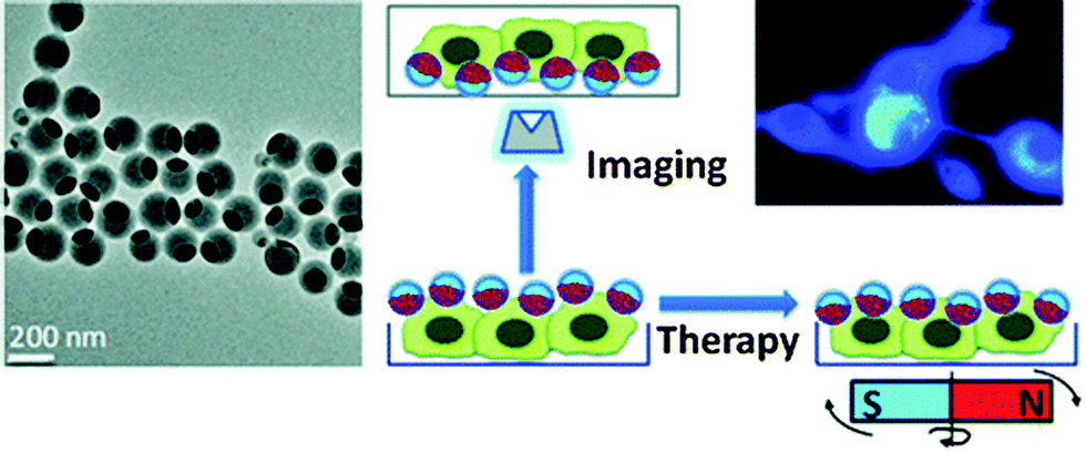 An overview of nanoparticles commonly used in fluorescent bioimaging ...