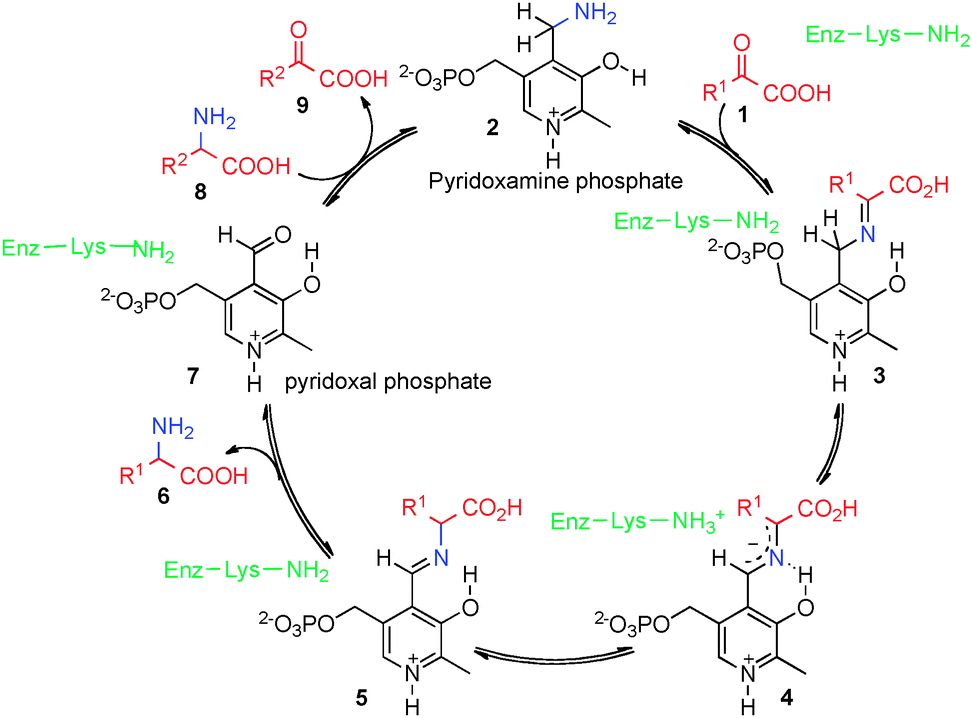 Progress in asymmetric biomimetic transamination of carbonyl compounds ...