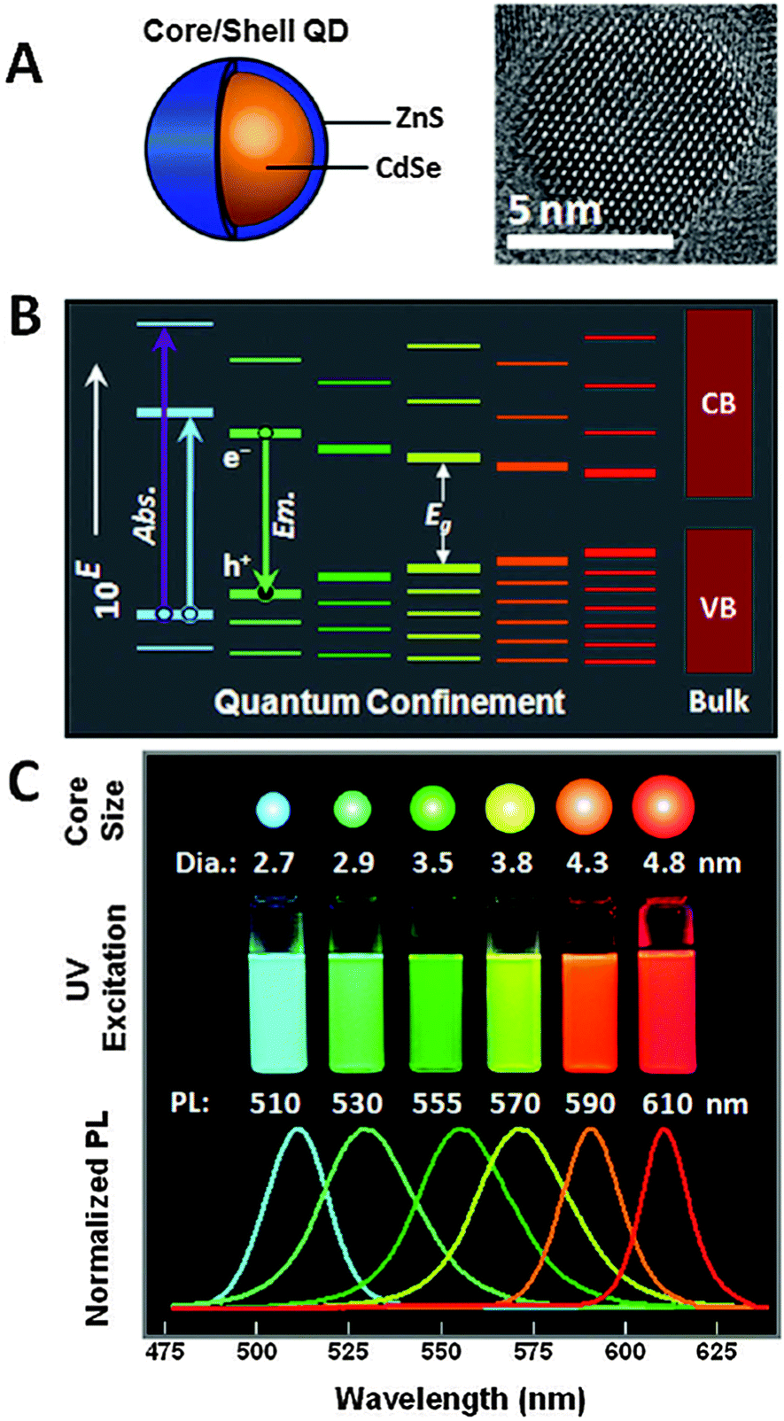 Quantum dots: bright and versatile in vitro and in vivo fluorescence ...