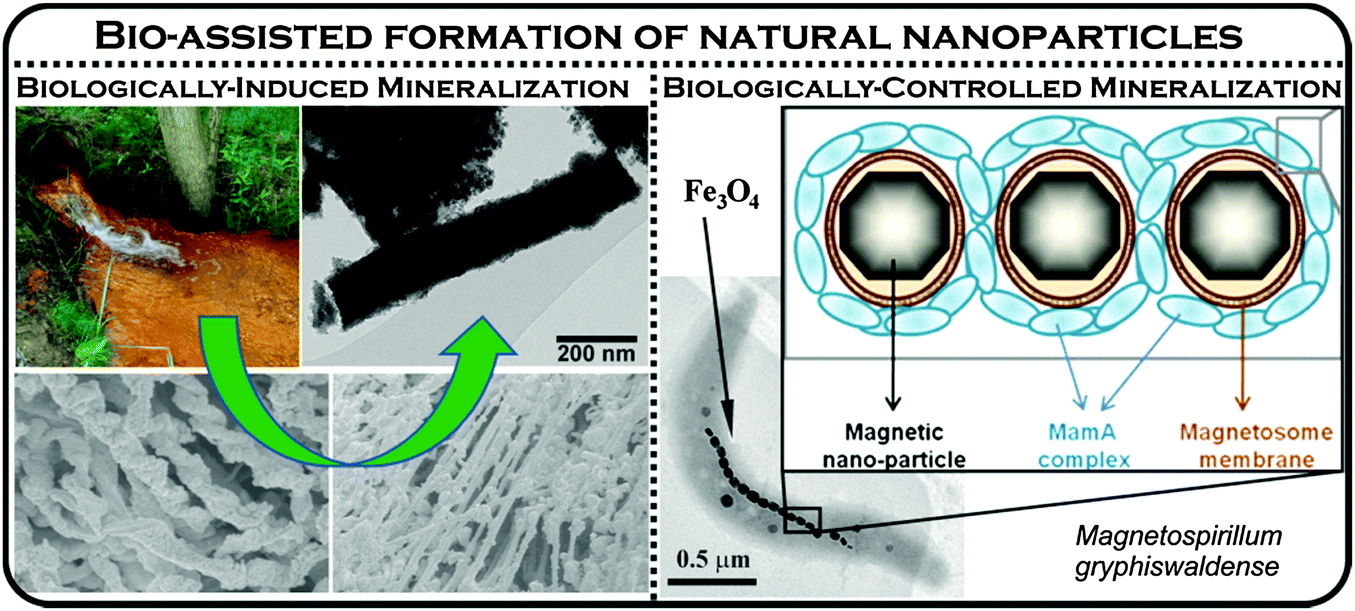 Natural inorganic nanoparticles – formation, fate, and toxicity in the ...