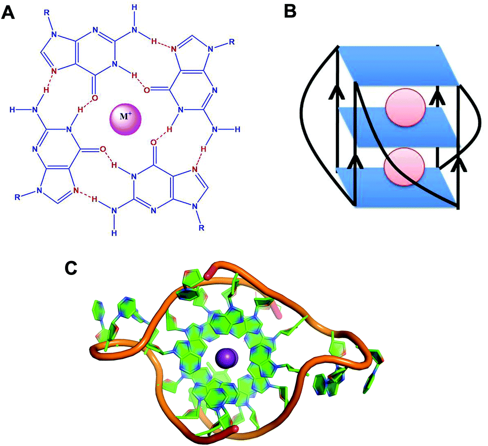 The tale of RNA G-quadruplex - Organic & Biomolecular Chemistry (RSC Publishing) DOI:10.1039 ...
