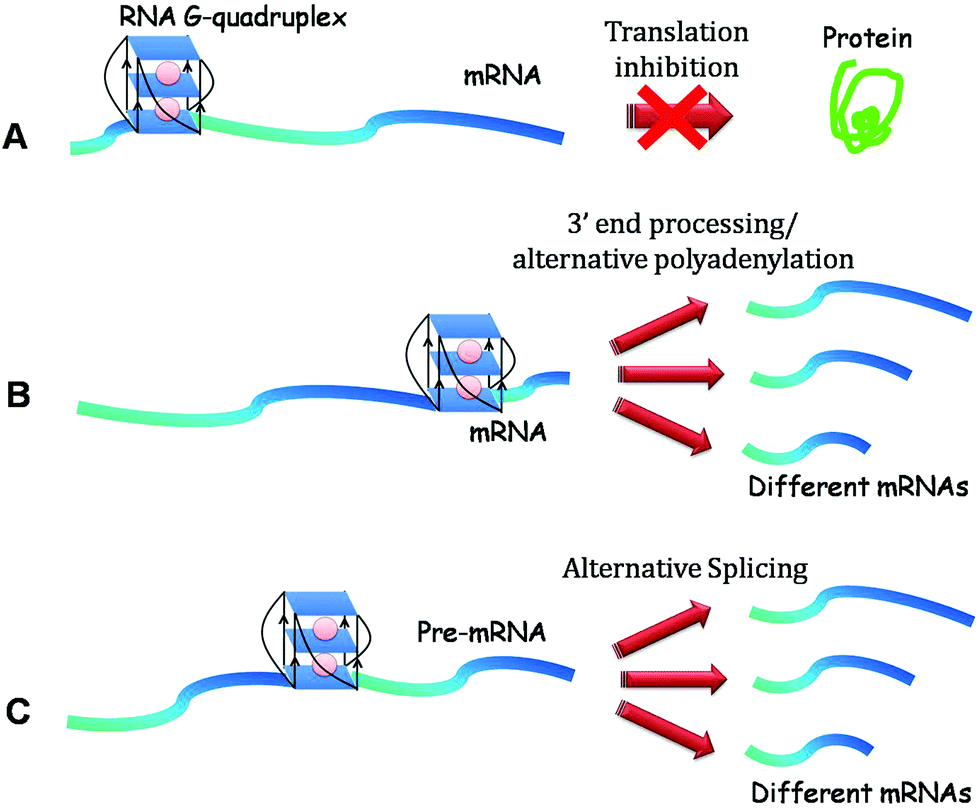 The tale of RNA G-quadruplex - Organic & Biomolecular Chemistry (RSC Publishing) DOI:10.1039 ...
