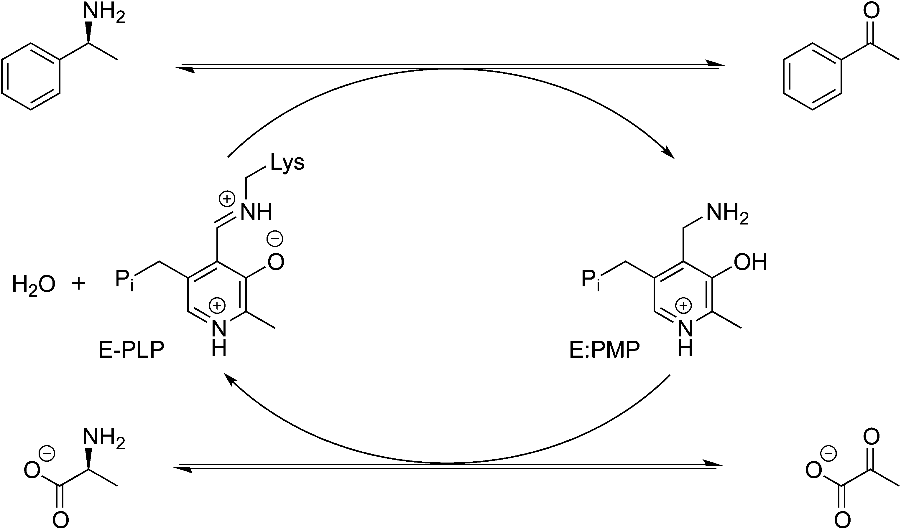 A quantum chemical study of the ω-transaminase reaction mechanism ...