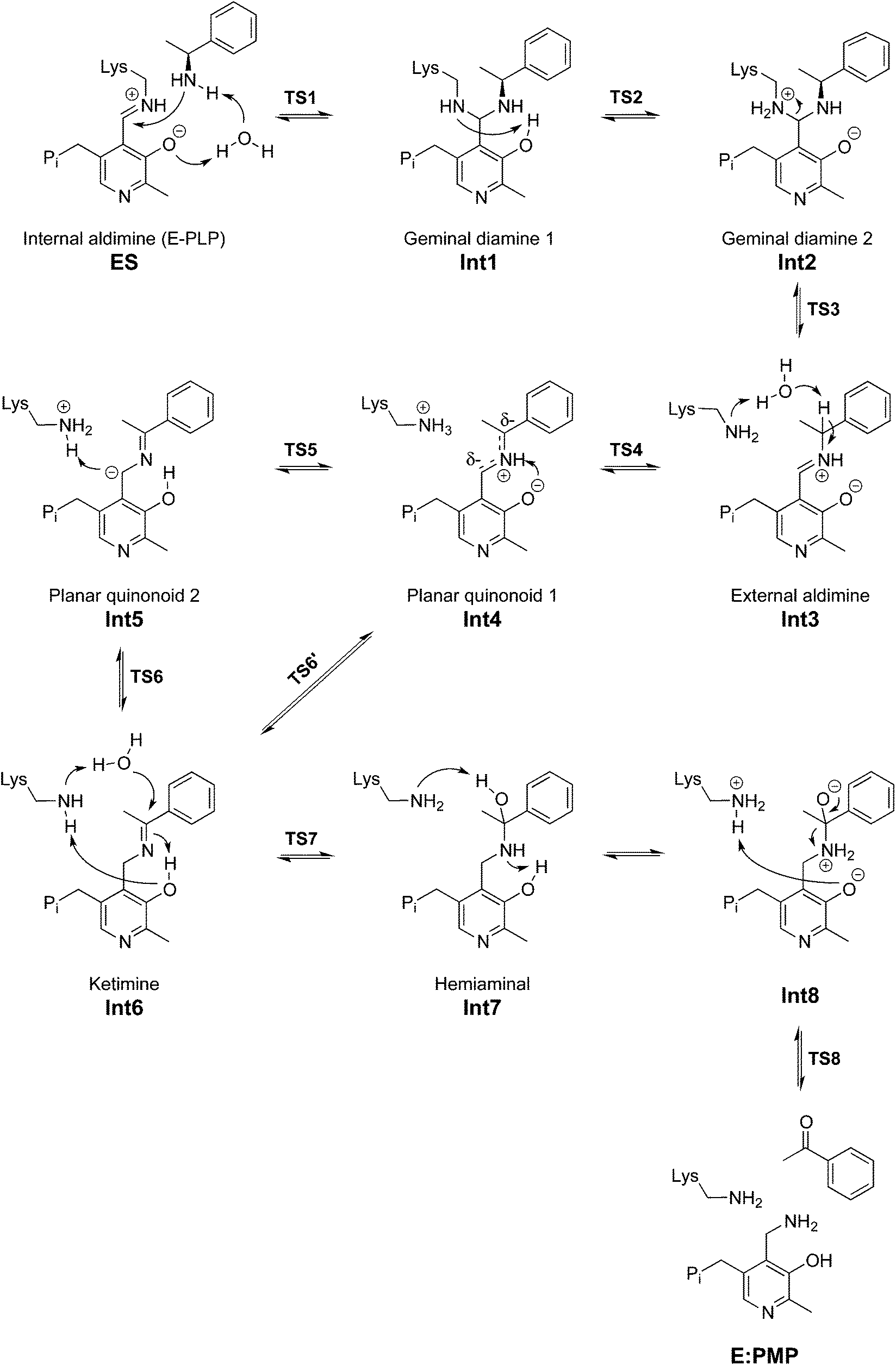 A quantum chemical study of the ω-transaminase reaction mechanism ...