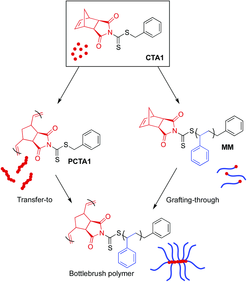 Synthesis of bottlebrush polymers via transfer-to and grafting-through ...