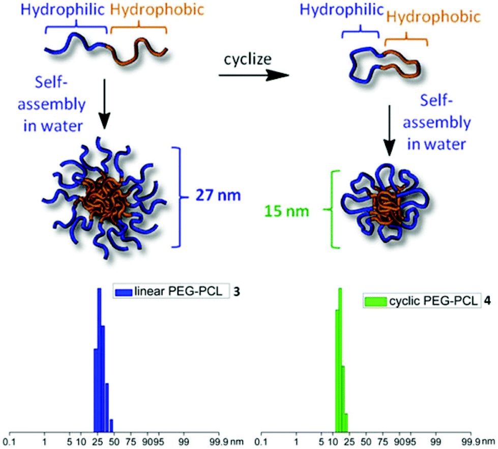 Self-assembly of cyclic polymers - Polymer Chemistry (RSC Publishing ...
