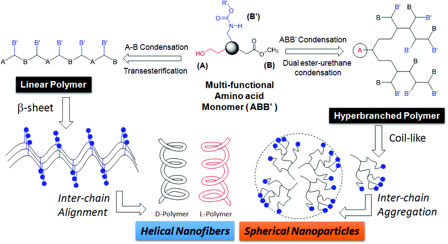 One-pot two polymers: ABB′ melt polycondensation for linear polyesters ...