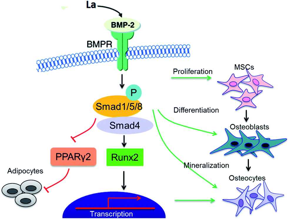 Lanthanum breaks the balance between osteogenesis and adipogenesis of mesenchymal stem cells ...