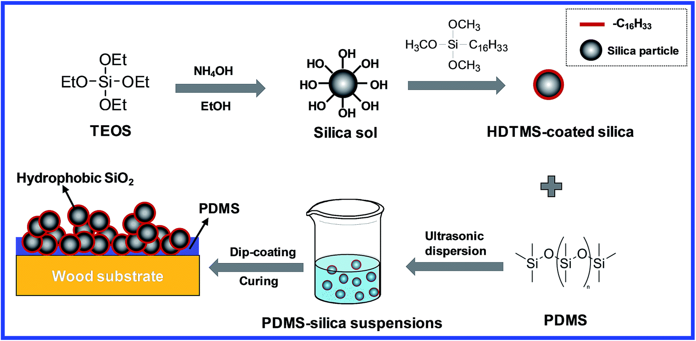 Fabrication of mechanically durable superhydrophobic wood surfaces using polydimethylsiloxane ...