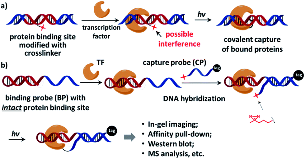 Photoaffinity labeling of transcription factors by DNA-templated ...