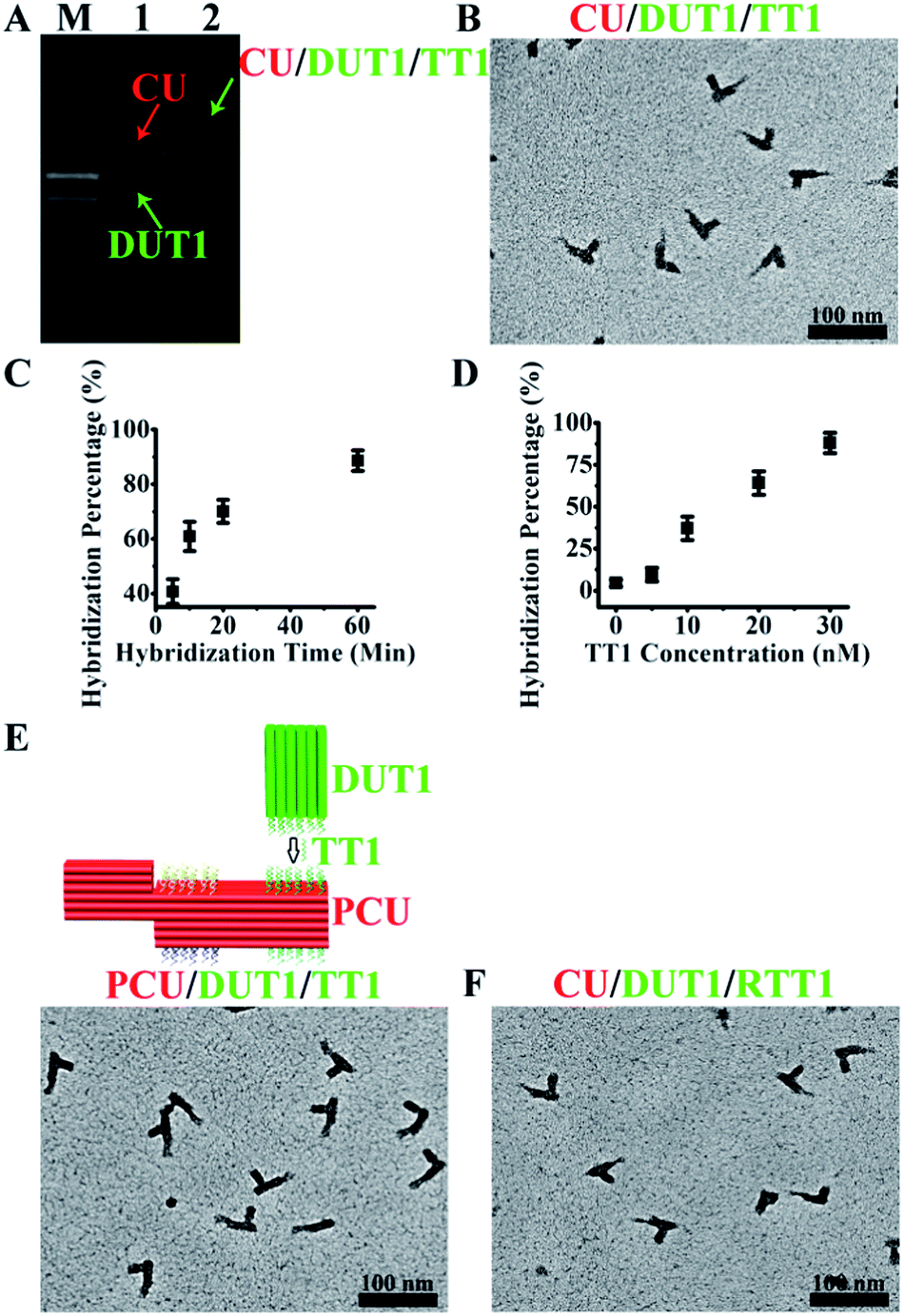 Multiplexed DNA detection based on positional encoding/decoding with self-assembled DNA ...