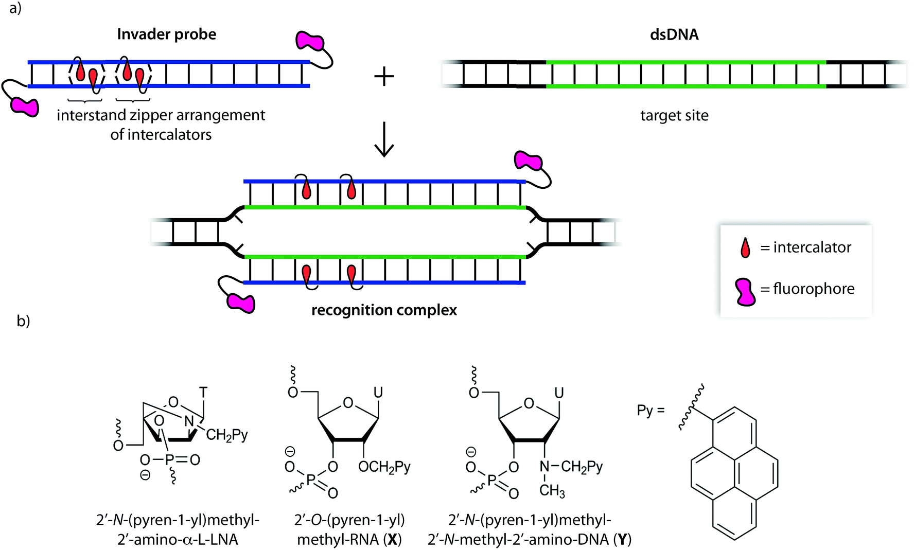 Invader probes: harnessing the energy of intercalation to facilitate ...
