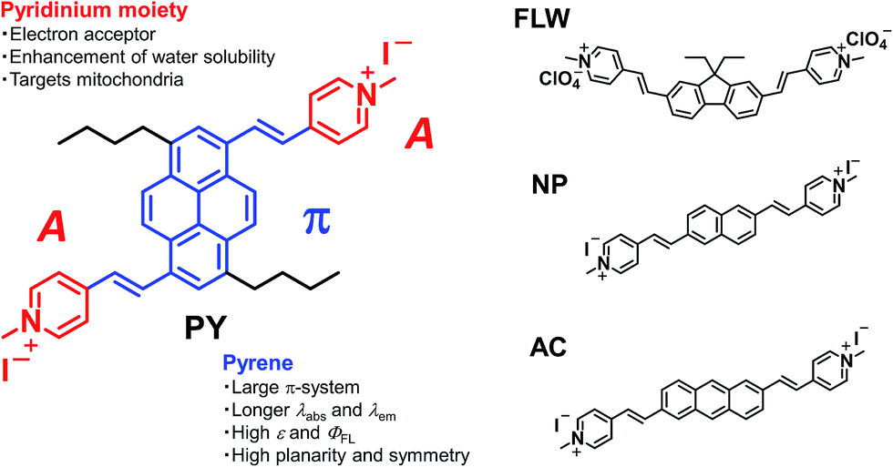 A novel pyrene-based two-photon active fluorescent dye efficiently excited and emitting in the ...