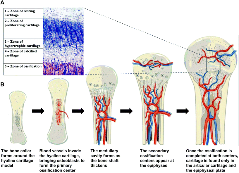 Ossification Process