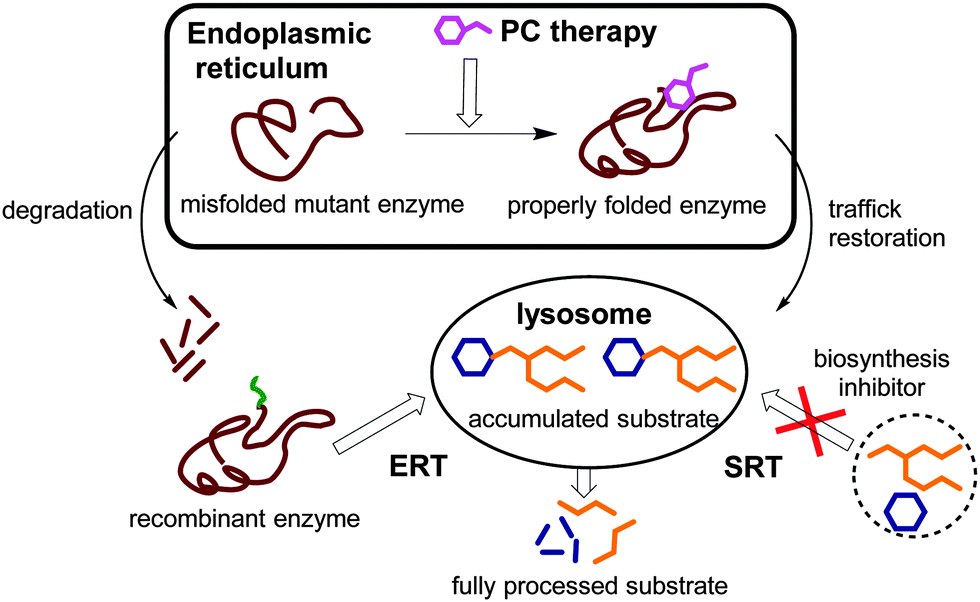 Glycomimetic-based pharmacological chaperones for lysosomal storage ...