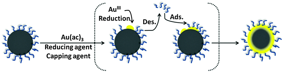 Gold coated magnetic nanoparticles: from preparation to surface ...