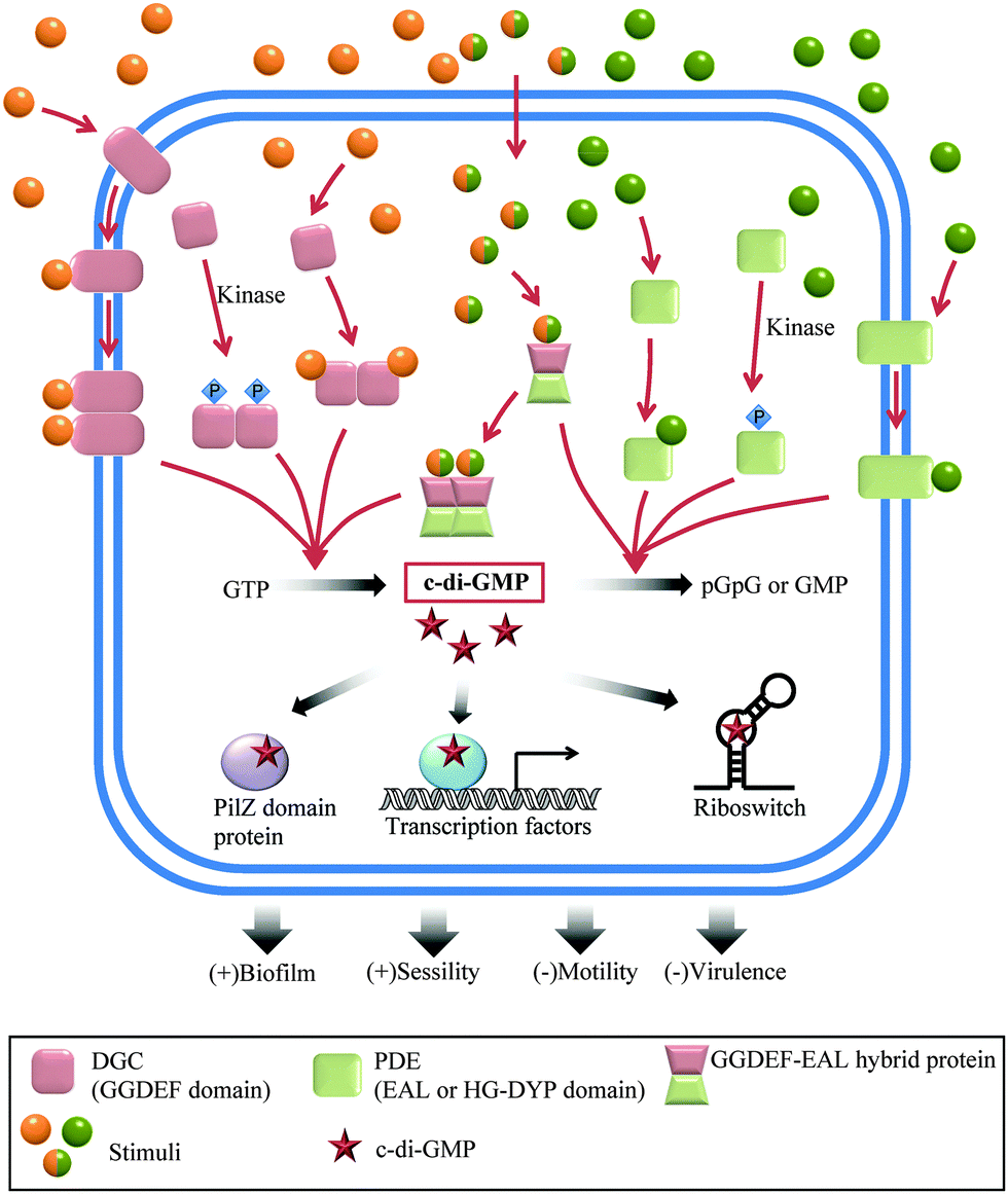 Cyclic dinucleotide (c-di-GMP, c-di-AMP, and cGAMP) signalings have ...