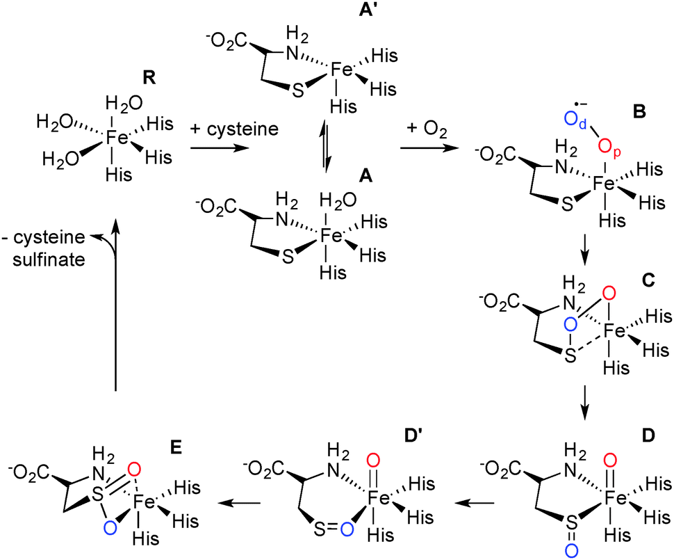 An iron–oxygen intermediate formed during the catalytic cycle of ...