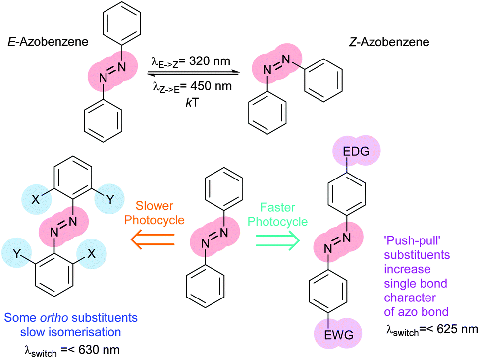 Azobenzene photocontrol of peptides and proteins - Chemical ...