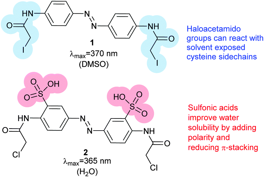 Azobenzene photocontrol of peptides and proteins - Chemical ...