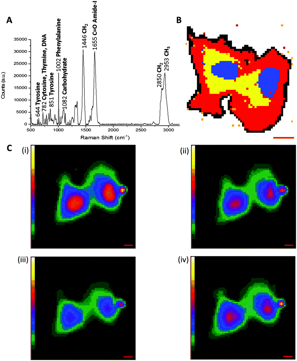 Stimulated Raman scattering microscopy: an emerging tool for drug ...