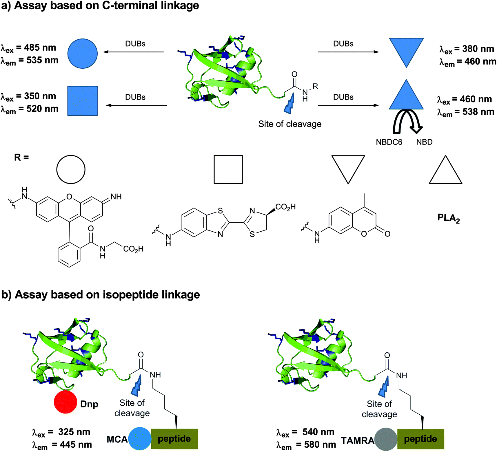 Chemical and semisynthetic approaches to study and target ...