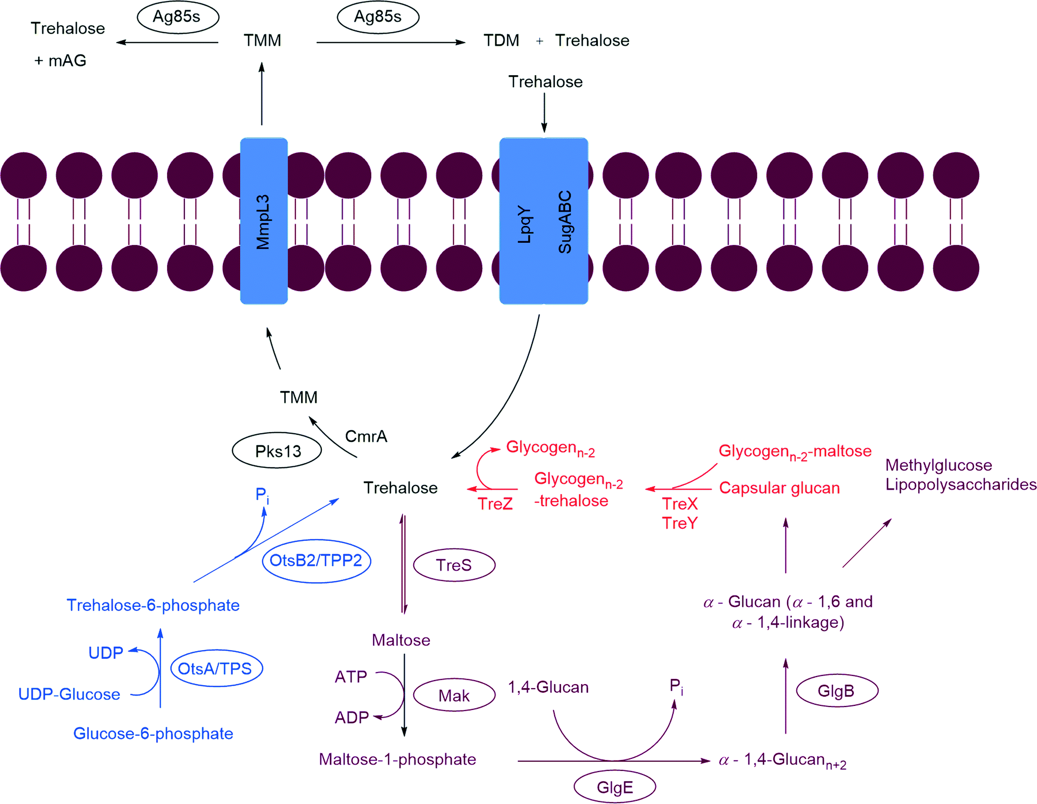 Targeting the trehalose utilization pathways of Mycobacterium ...