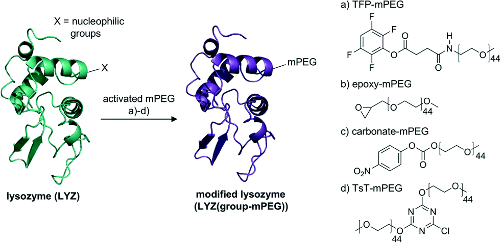 Methods of protein surface PEGylation under structure preservation for ...