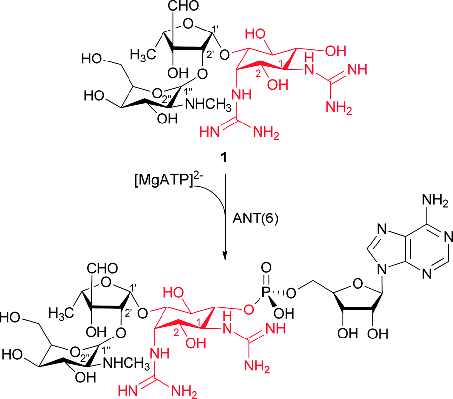 6- O -Nucleotidyltransferase: an aminoglycoside-modifying enzyme ...