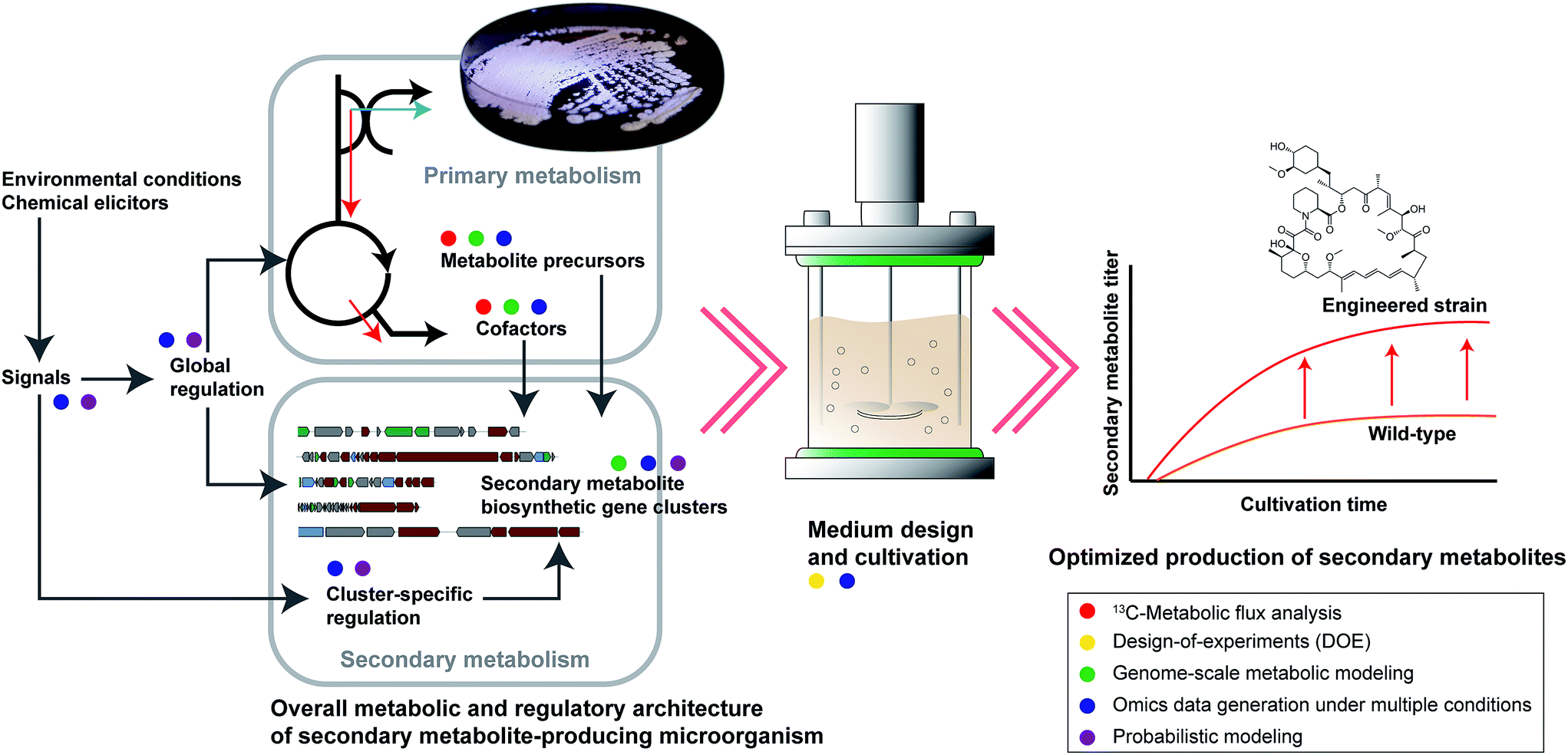 Metabolic engineering with systems biology tools to optimize production ...