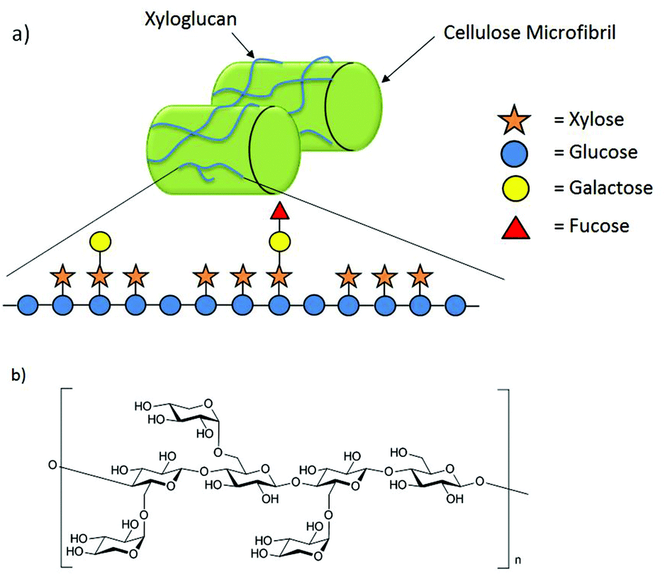 Chemical Structure Of Hemicellulose Compounds Xylan And
