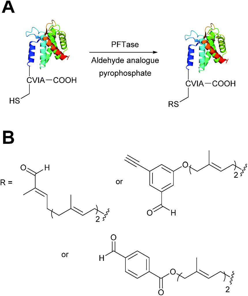 Site-selective incorporation and ligation of protein aldehydes ...