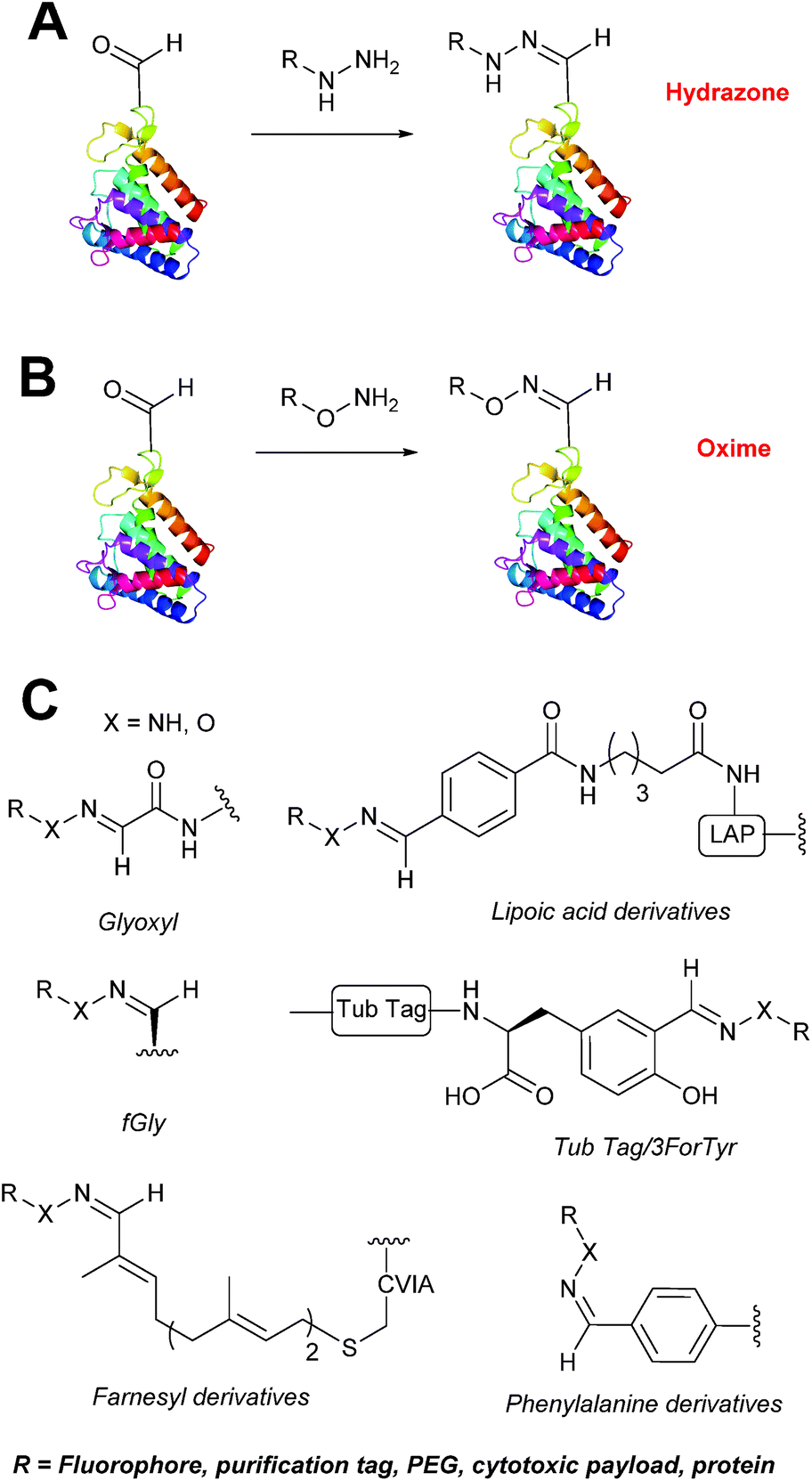 Site-selective incorporation and ligation of protein aldehydes ...