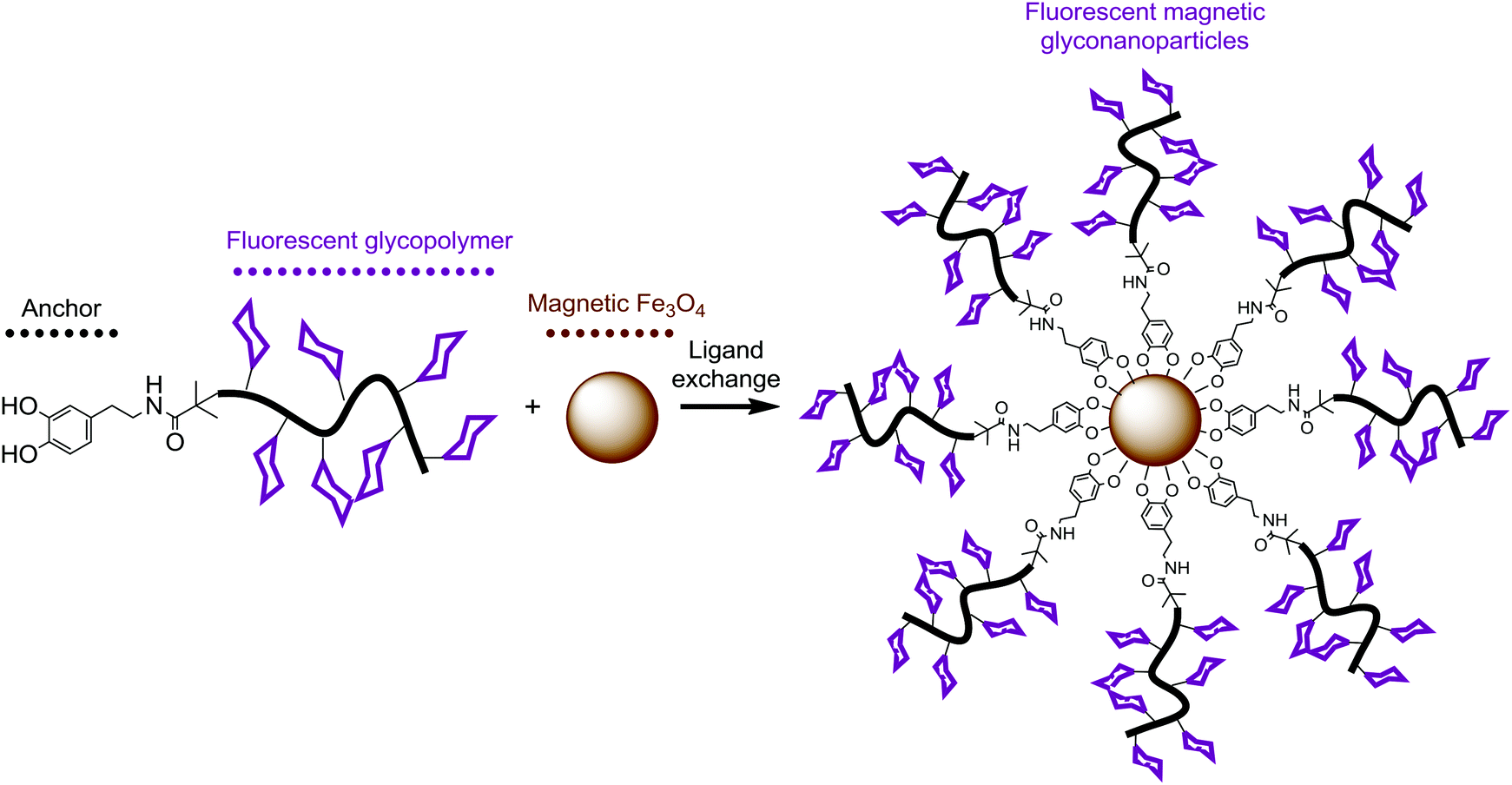 Synthesis of well-defined catechol polymers for surface ...