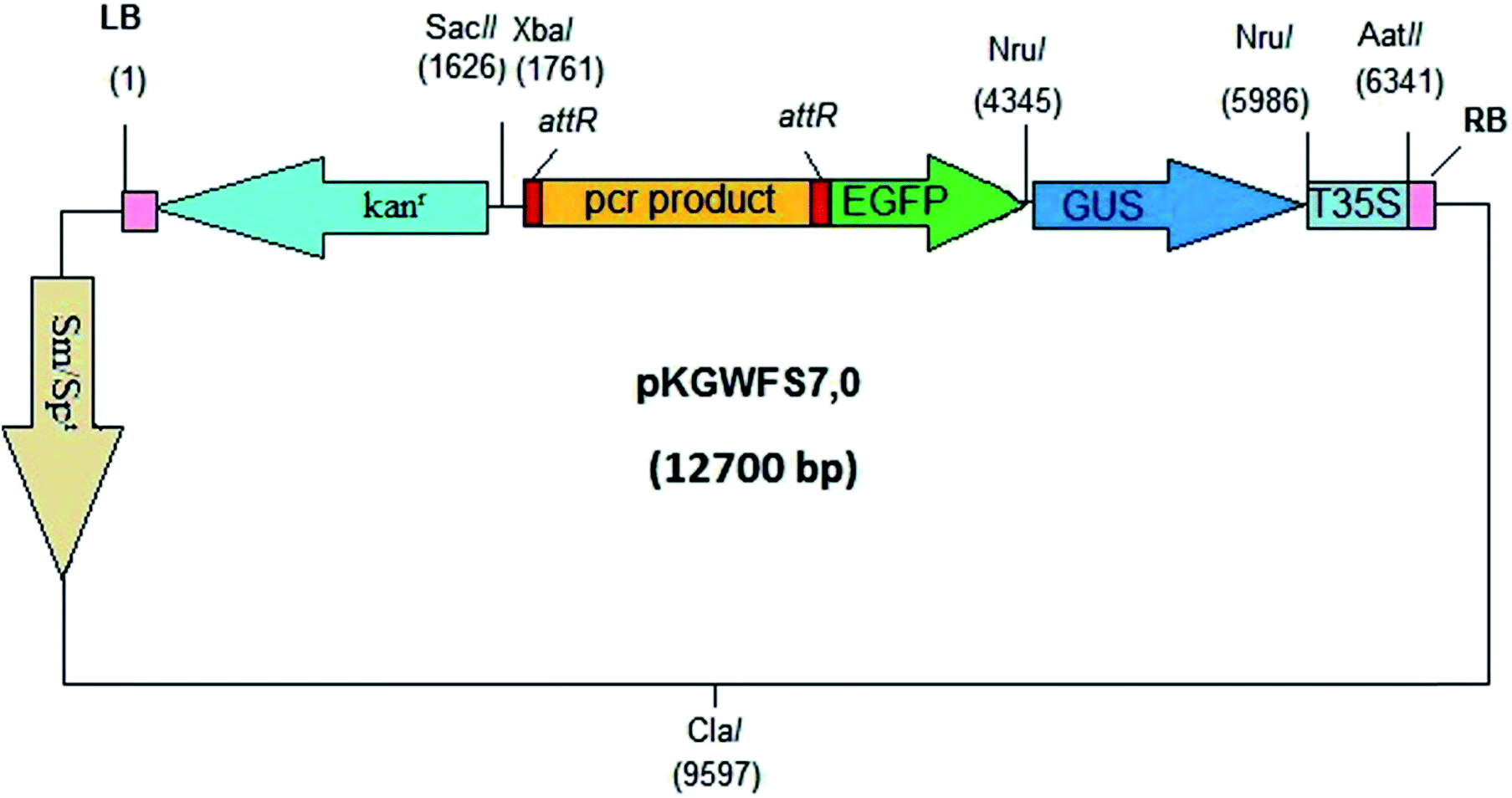 Functional characterization and expression study of sugarcane MYB ...