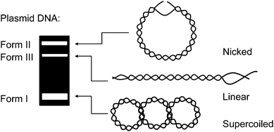 DNA photo-cleaving agents in the far-red to near-infrared range – a ...